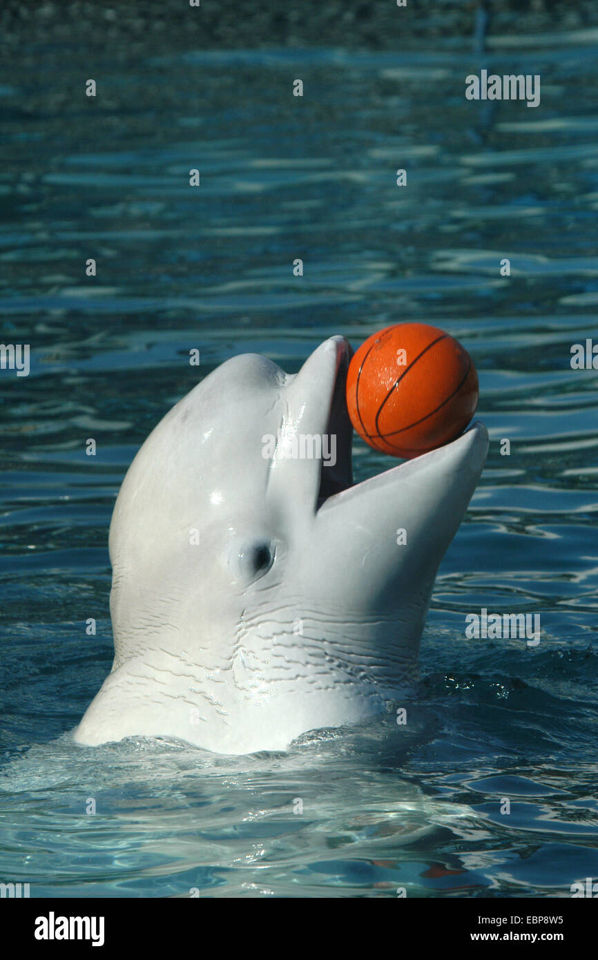 Beluga whale (Delphinapterus leucas) plays basketball at Moscow Zoo, Russia Stock Photo - Alamy