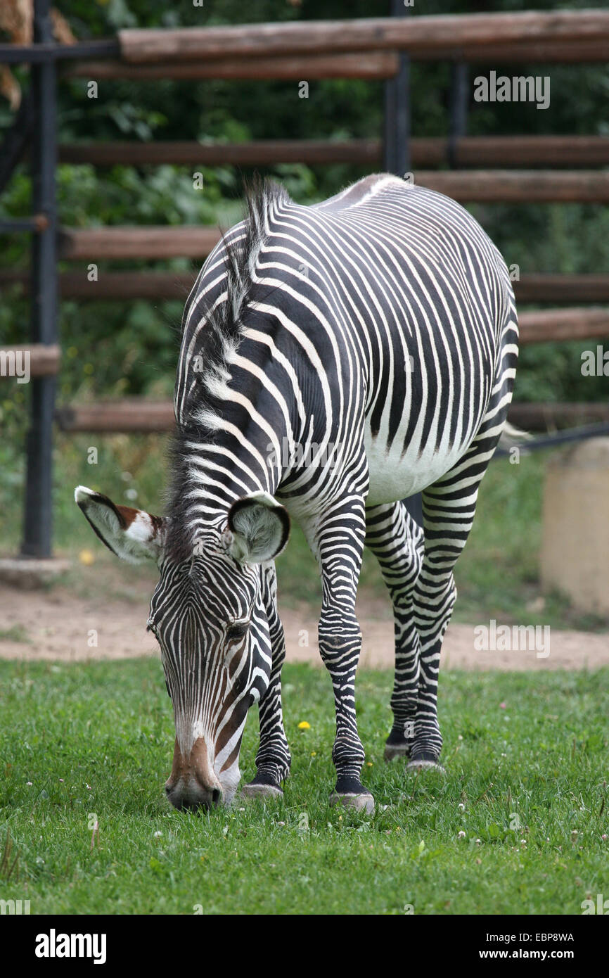 Grevy's zebra (Equus grevyi), also known as the imperial zebra at ...