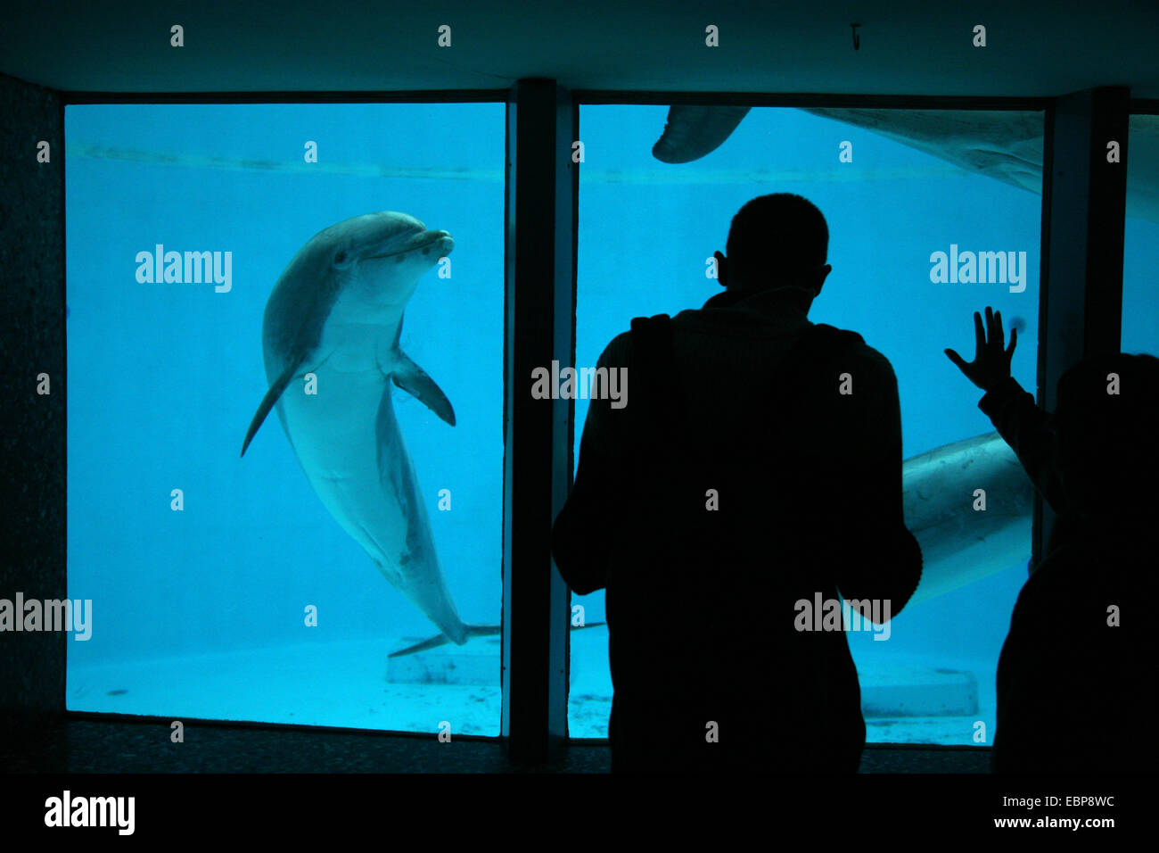 Nuremberg zoo dolphin hi-res stock photography and images - Alamy