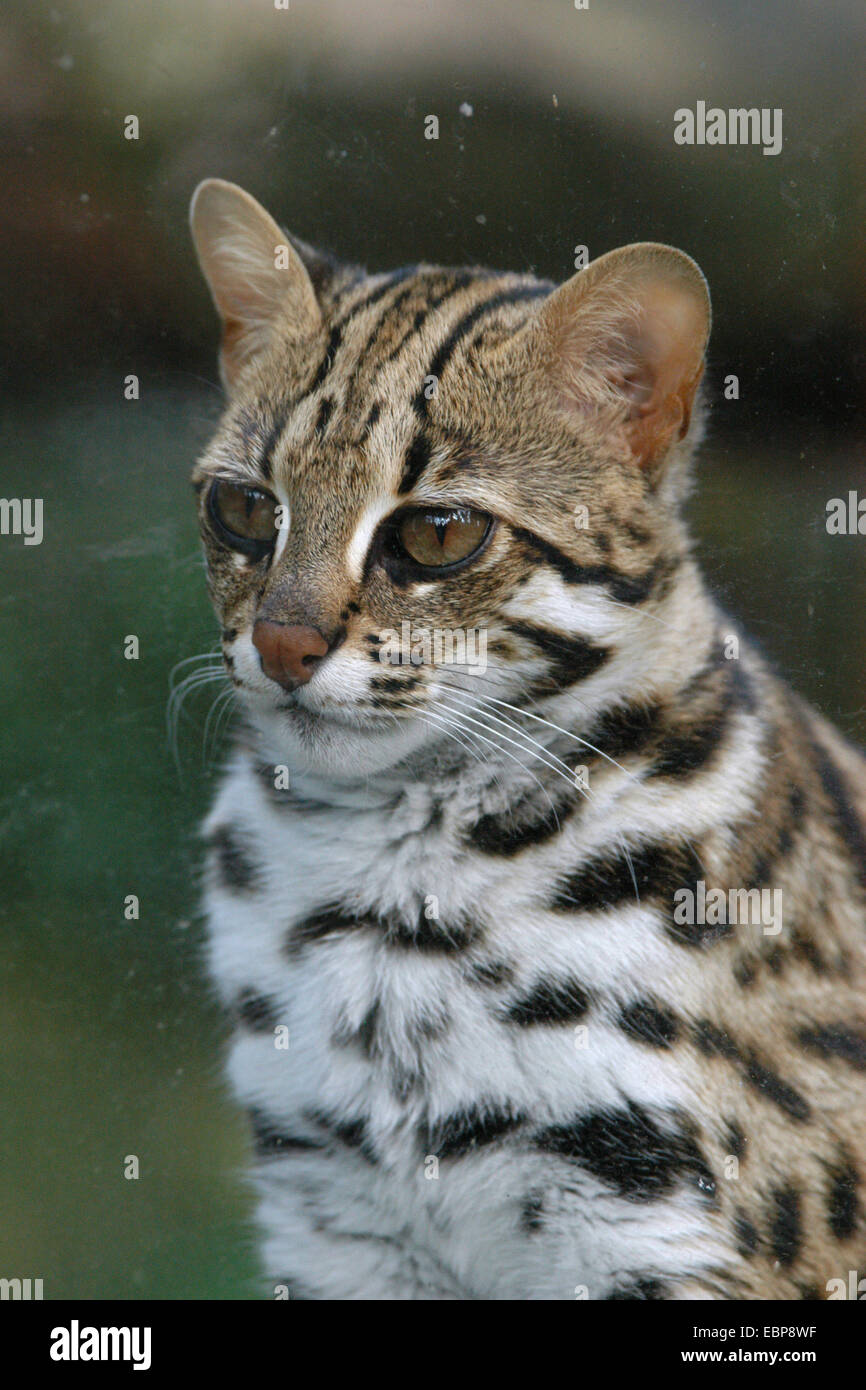 Prionailurus Bengalensis