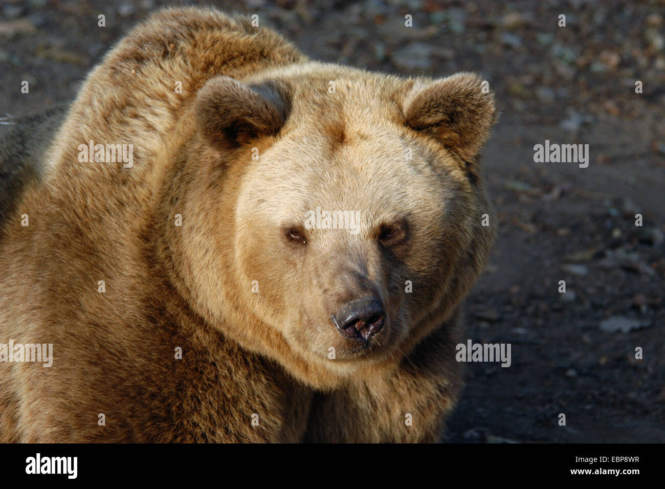 Brown bear (Ursus arctos) at Plzen Zoo in Western Bohemia, Czech ...
