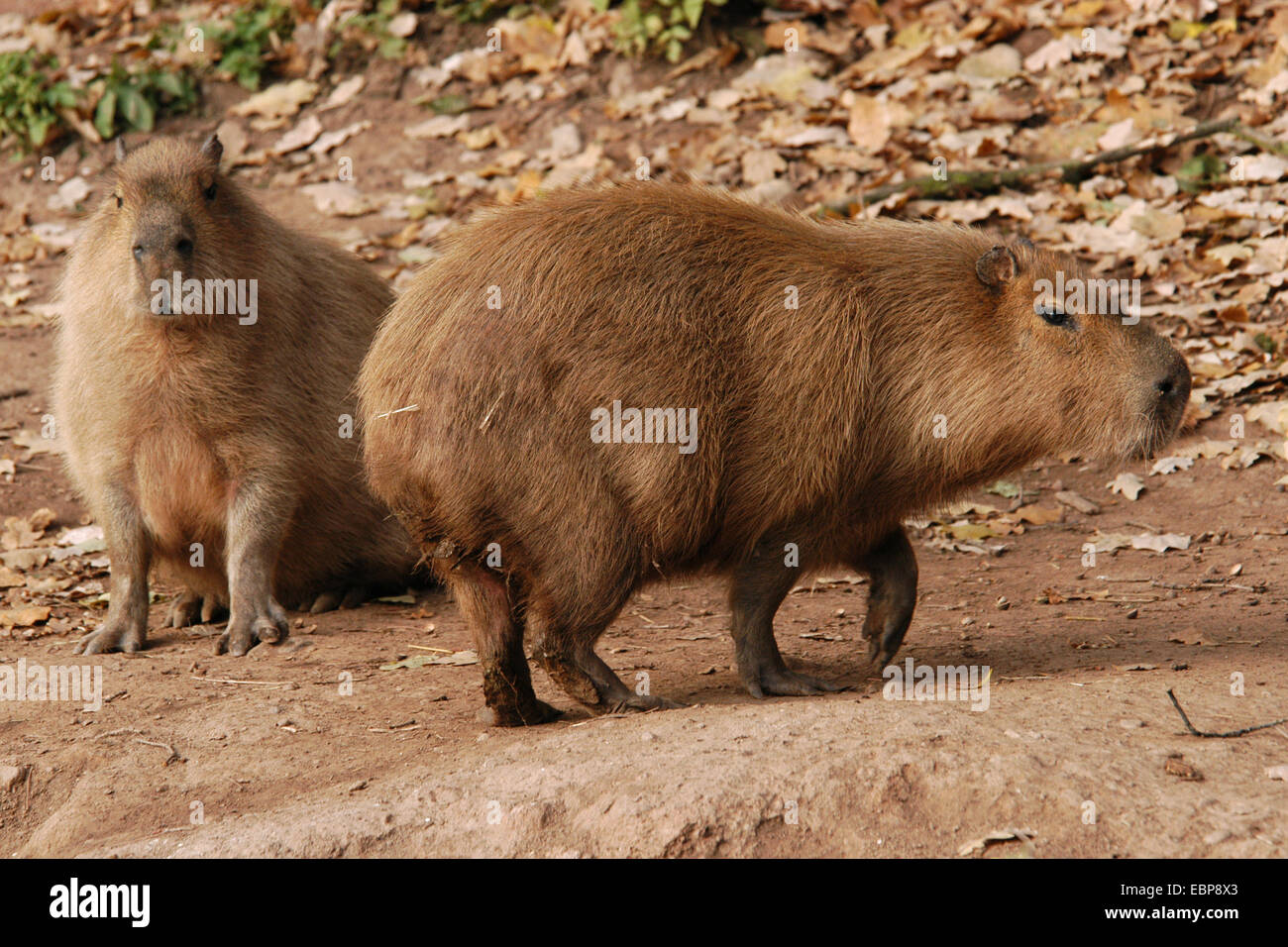 Two capybaras (Hydrochoerus hydrochaeris) at Plzen Zoo in Western ...