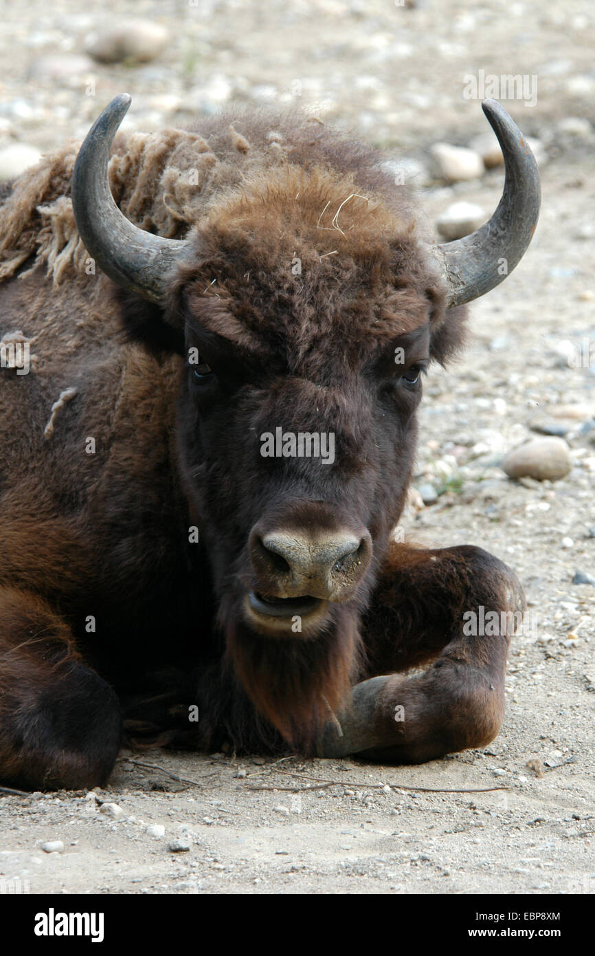 European bison (Bison bonasus) at Prague Zoo, Czech Republic Stock ...