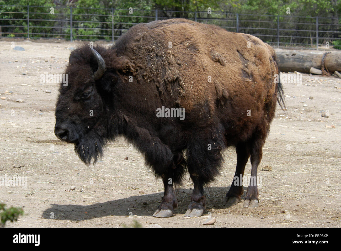 American bison (Bison bison), also known as the American buffalo at ...