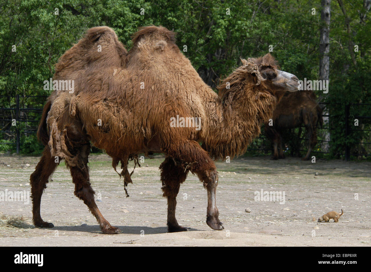 Bactrian camel (Camelus bactrianus) and black-tailed prairie dog ...