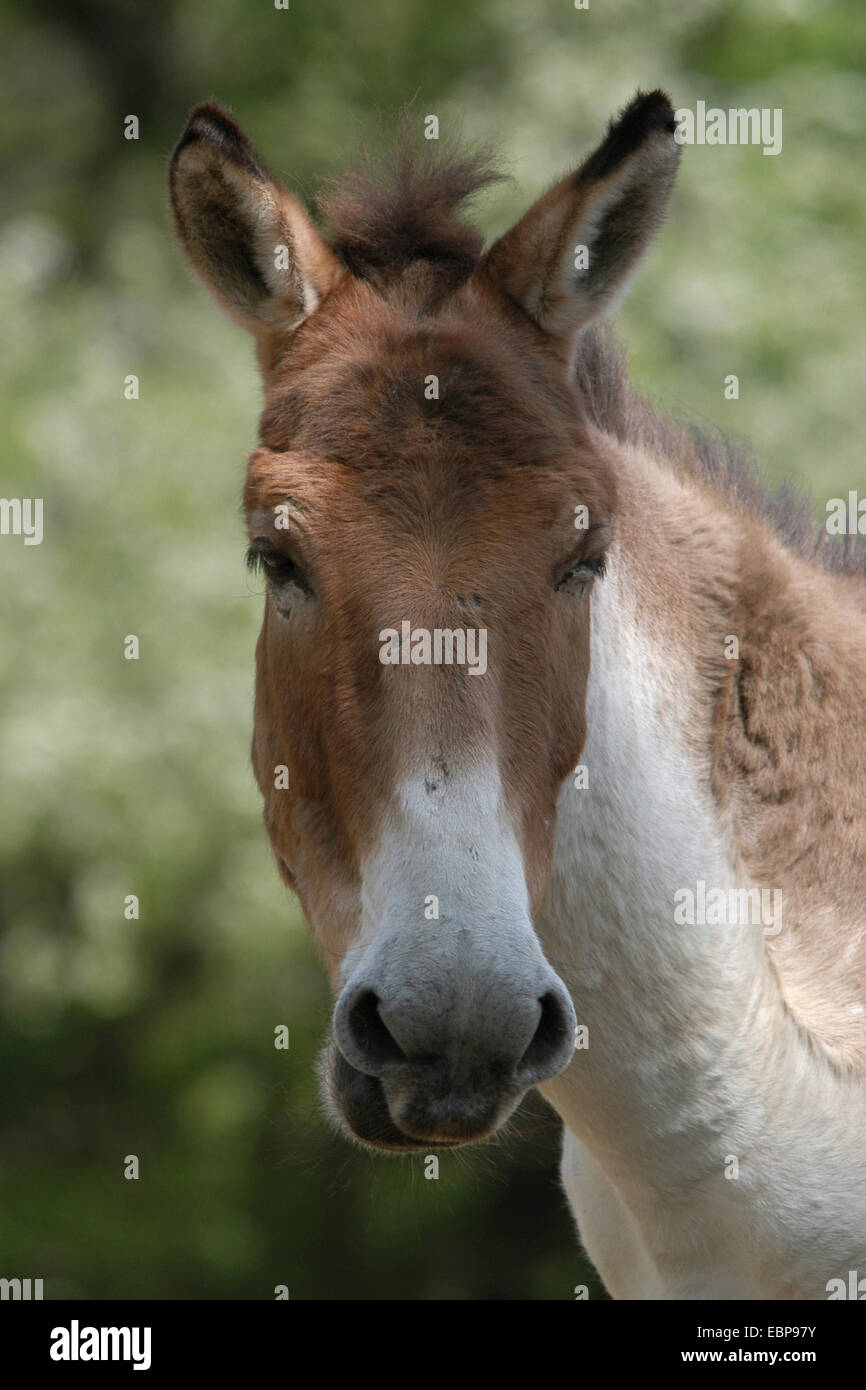 Kiang (Equus kiang), also known as the Tibetan wild ass at Prague Zoo ...