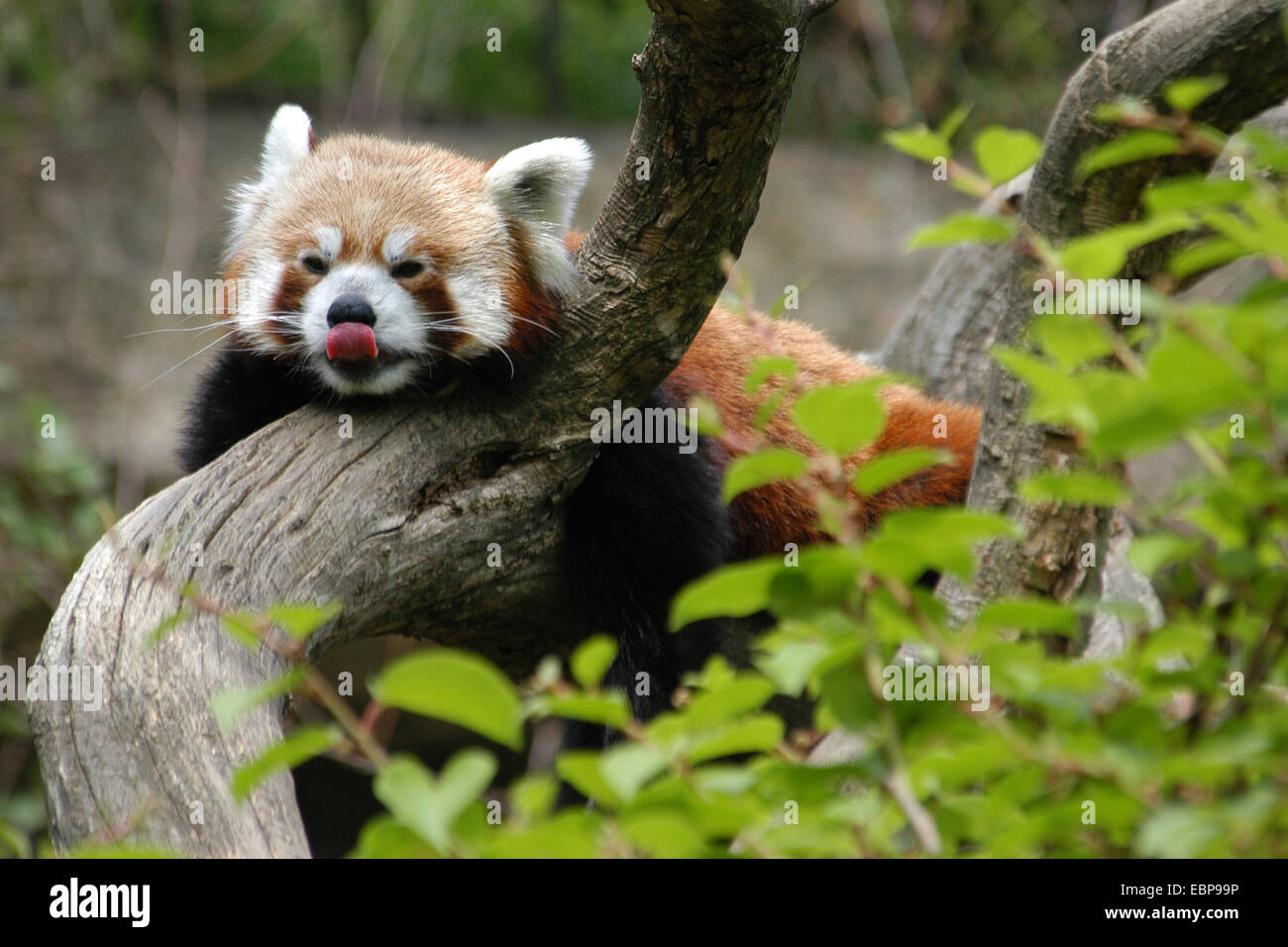 Red panda (Ailurus fulgens), also known as the lesser panda and the red ...
