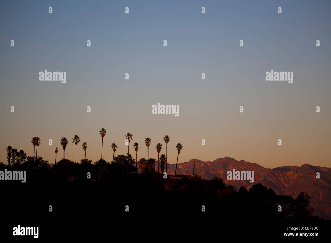 Palm Trees on a ridge Los Angeles, California, United States of America ...