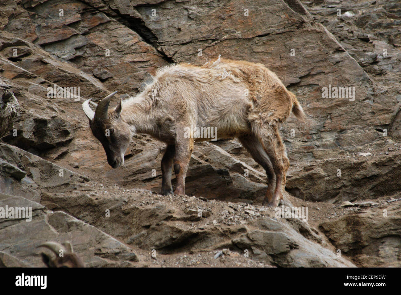 Female Himalayan tahr (Hemitragus jemlahicus) at Prague Zoo, Czech ...