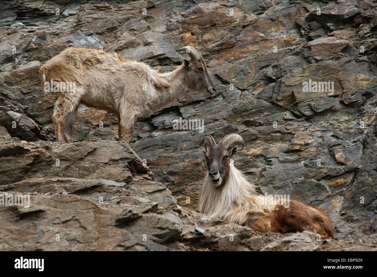 Himalayan tahr female hi-res stock photography and images - Alamy