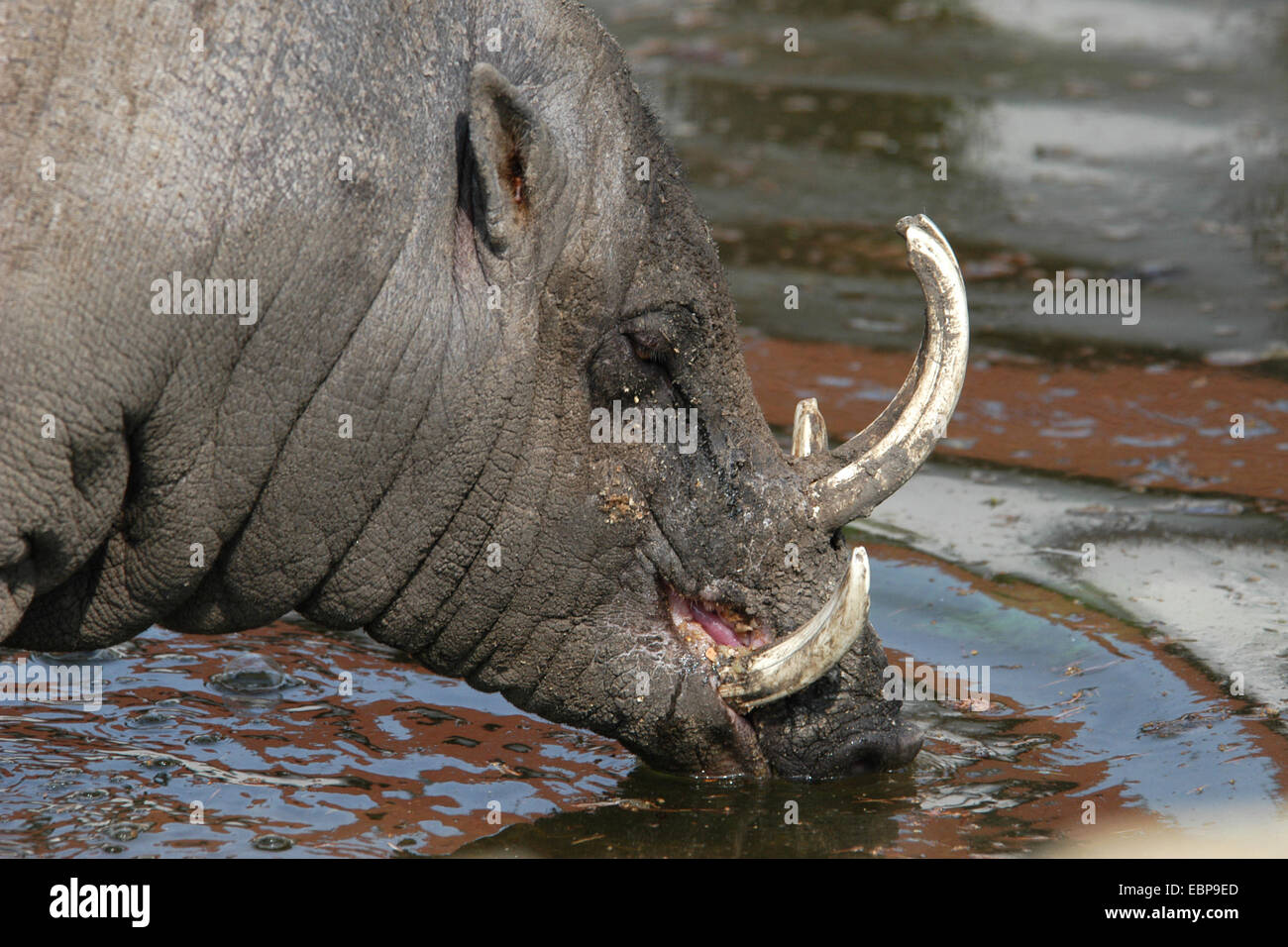 Northern babirusa hi-res stock photography and images - Alamy