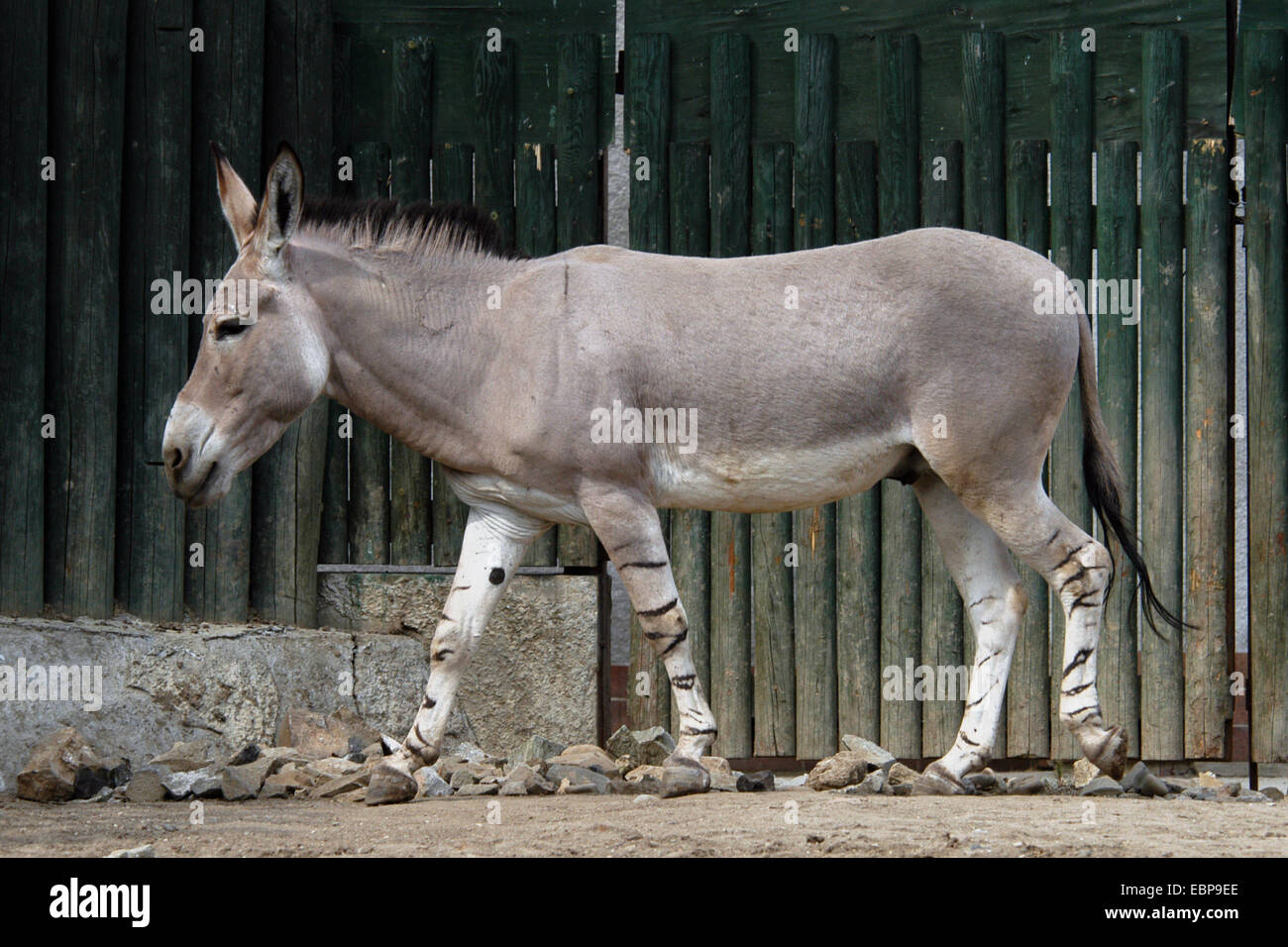 Somali wild ass (Equus africanus somaliensis) at Usti nad Labem Zoo in ...