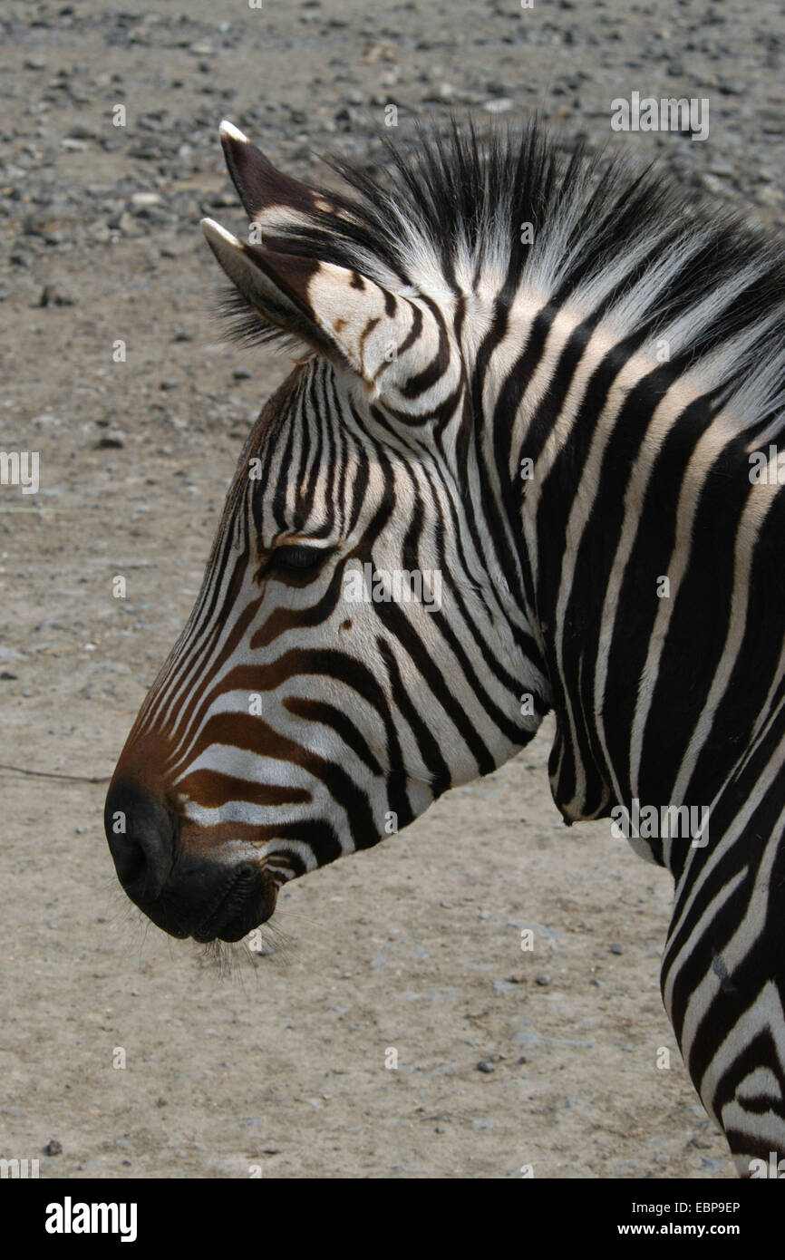 Hartmann's mountain zebra (Equus zebra hartmannae) at Usti nad Labem ...