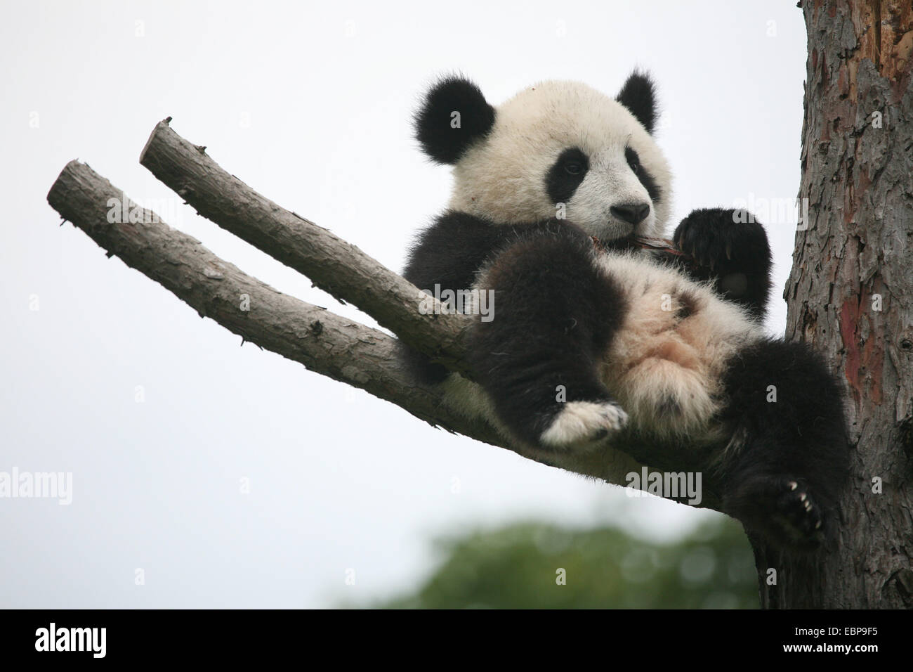 Giant panda cub (Ailuropoda melanoleuca) called Fu Long rests on a dry ... Giant panda cub (Ailuropoda melanoleuca) called Fu Long rests on a dry ...