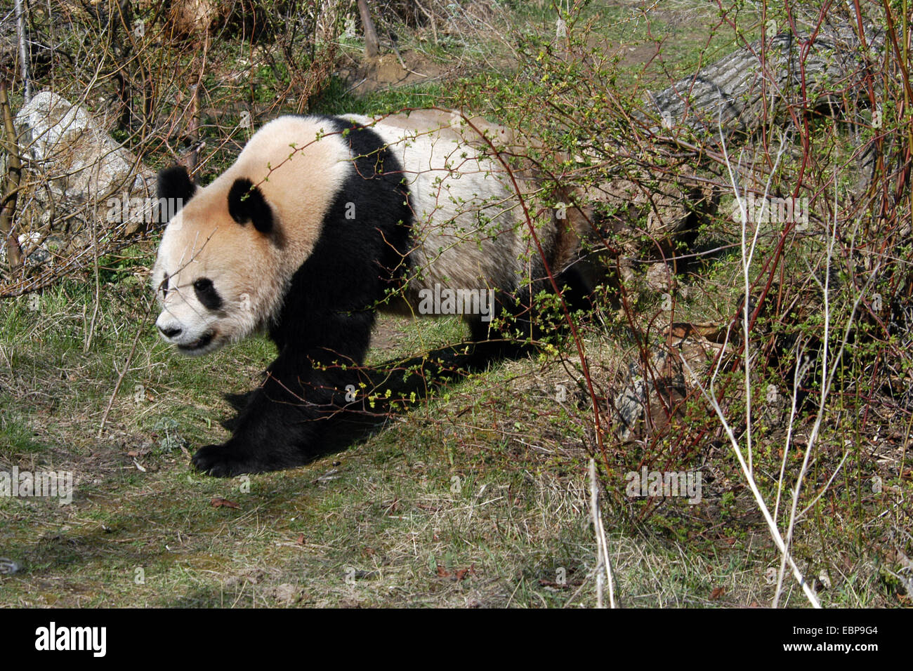 Giant panda (Ailuropoda melanoleuca) at Schonbrunn Zoo in Vienna ...