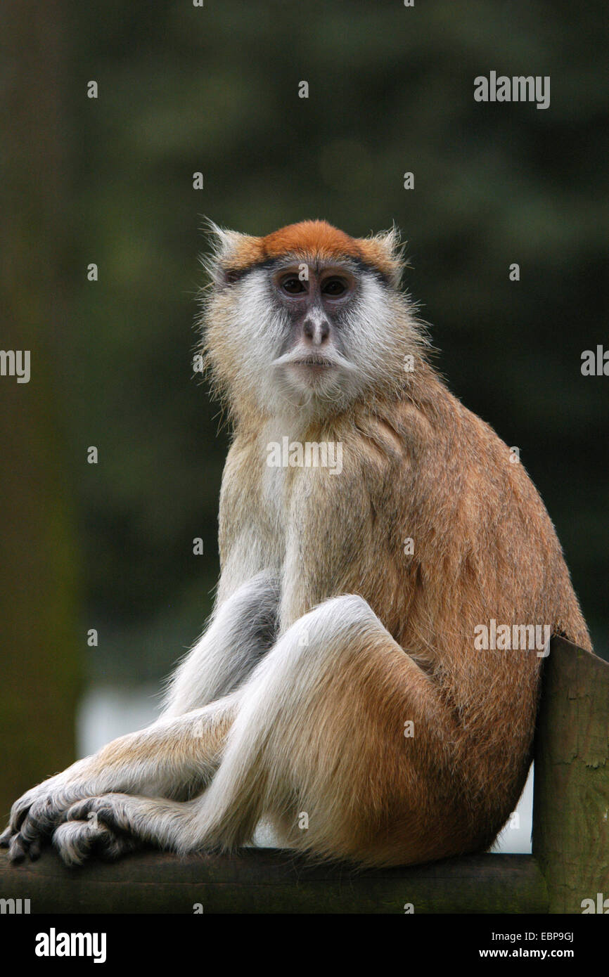 Patas monkey (Erythrocebus patas), also known as the Hussar monkey ...