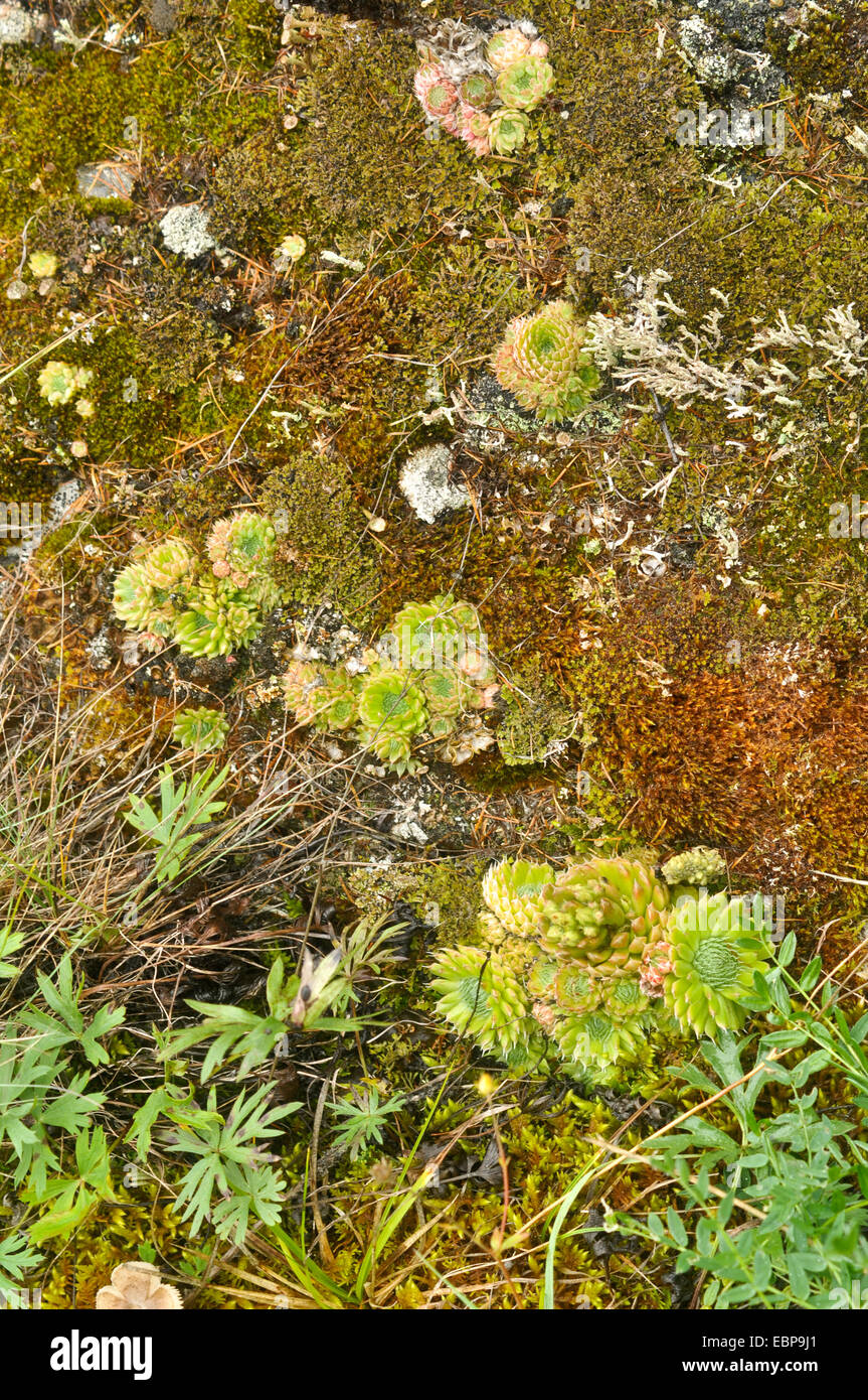 Saxifrage. Sparse vegetation of Yakutia sometimes reminiscent of exotic ...