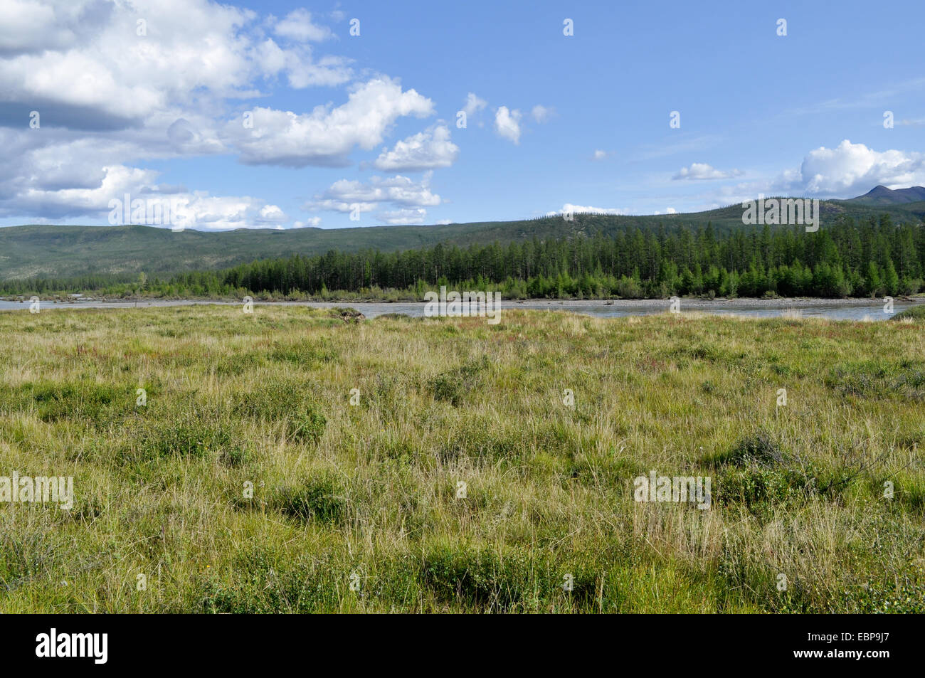 Northern landscape. Swampy plain under the blue sky with rare trees and ...