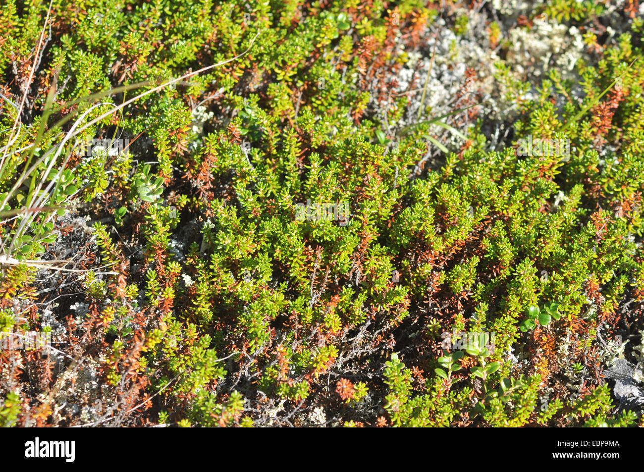 Russia, Yakutia. Plants in the swamp often variegated coloration Stock ...