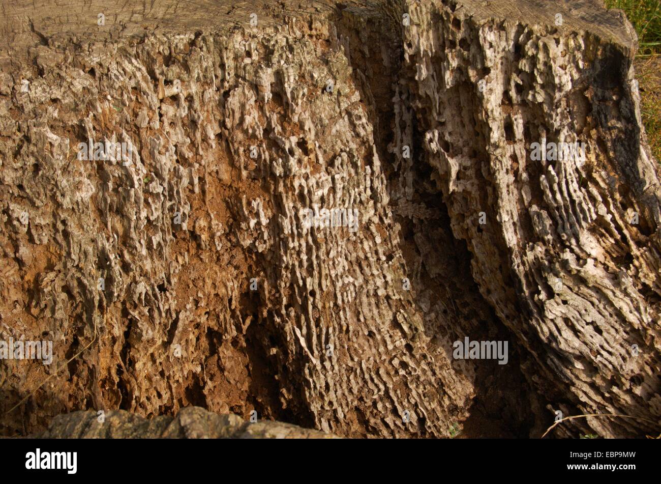 Tree stump on Hampstead Heath in London, England Stock Photo - Alamy