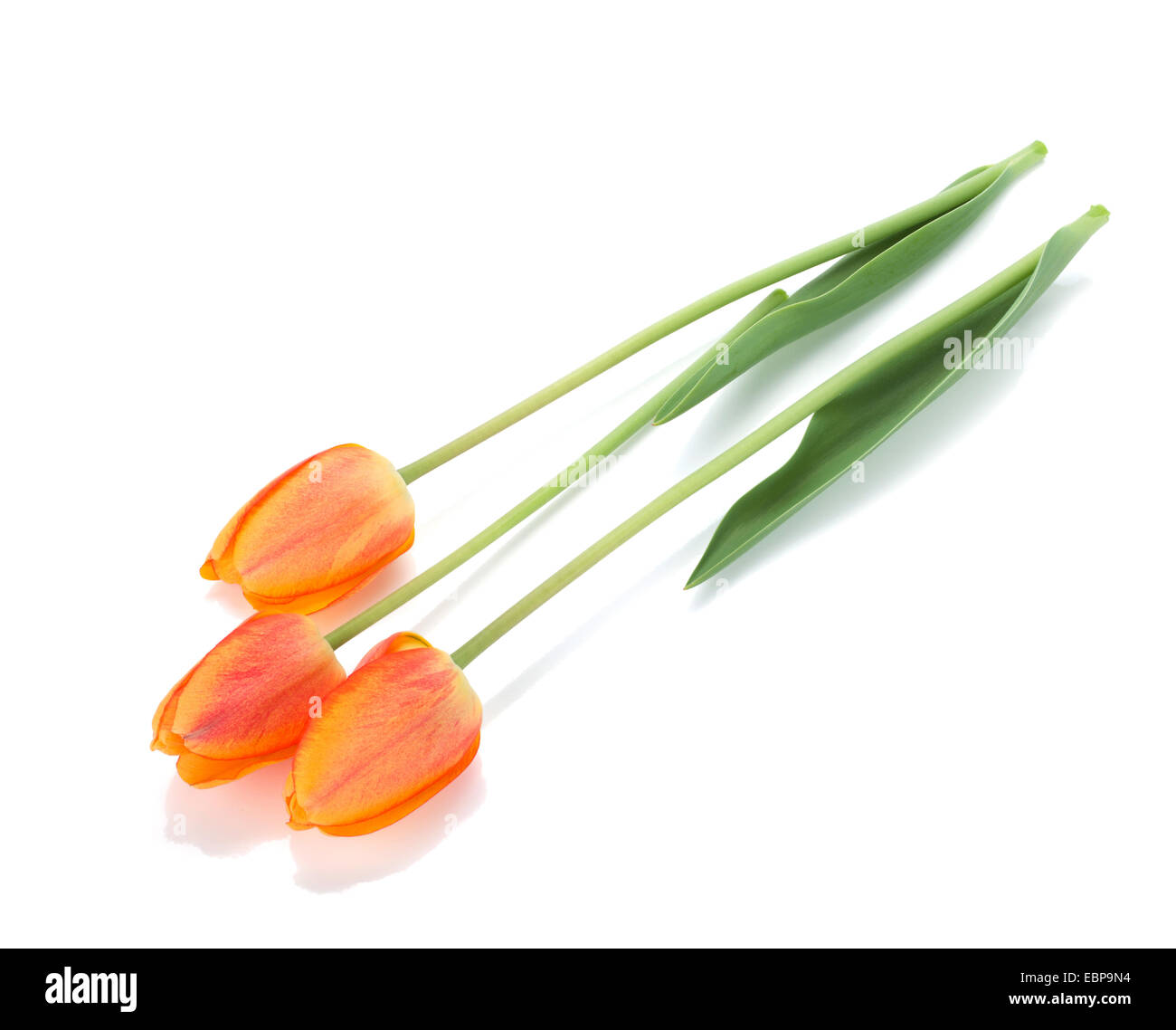 Three lying tulips. View from above. Isolated on white Stock Photo - Alamy