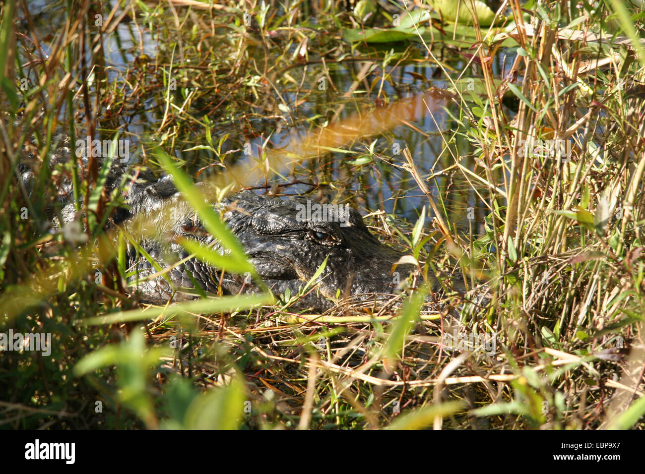 Alligator florida swamp hidden hi-res stock photography and images - Alamy