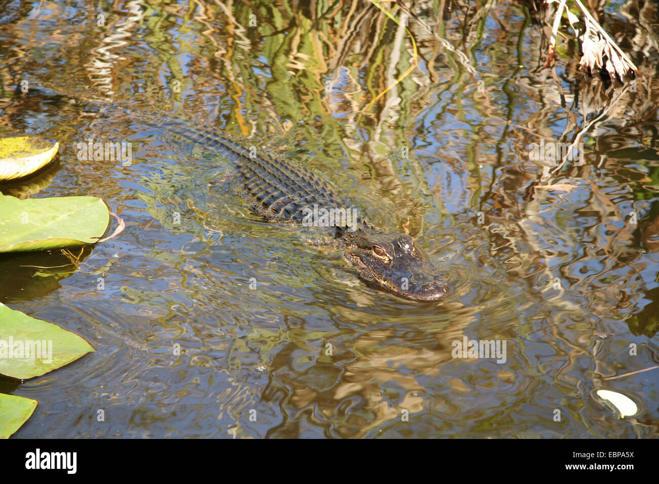 Young Alligator in a swamp, Everglades National Park, Florida, USA ...