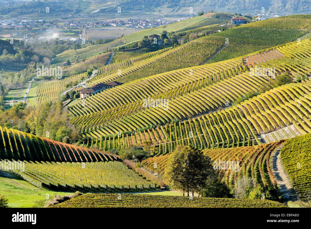 Italy,panorama of vineyards of Piedmont: Langhe-Roero and Monferrato on ...