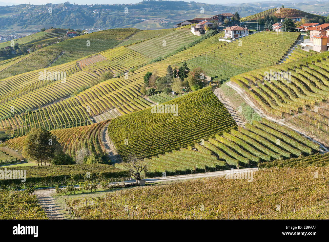 Italy,panorama of vineyards of Piedmont: Langhe-Roero and Monferrato on ...