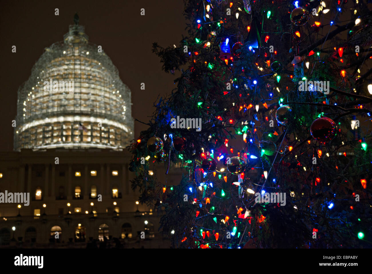 The US Capitol Christmas tree with the dome covered in scaffolding ...
