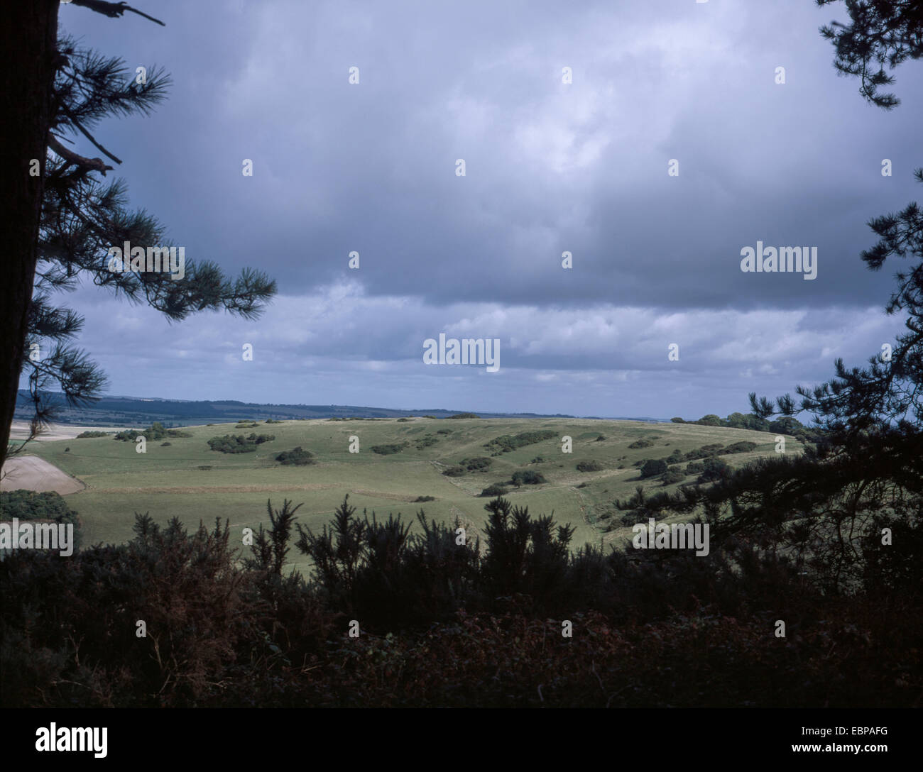 The ridge of Pentridge Hill looking north from Penbury Knott The Dorset ...