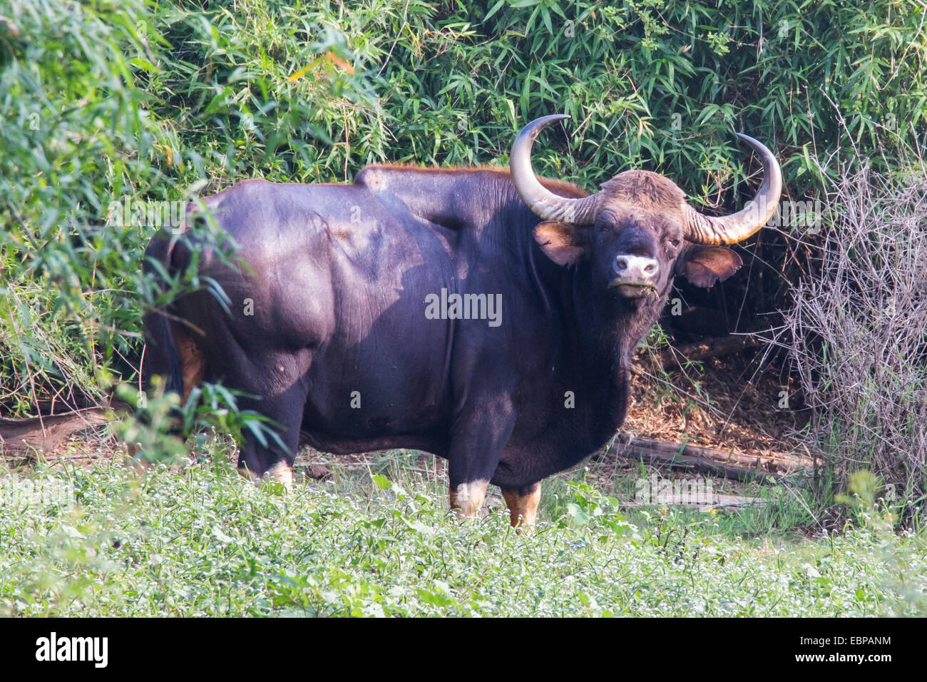 Indian Bison or Gaur Stock Photo - Alamy