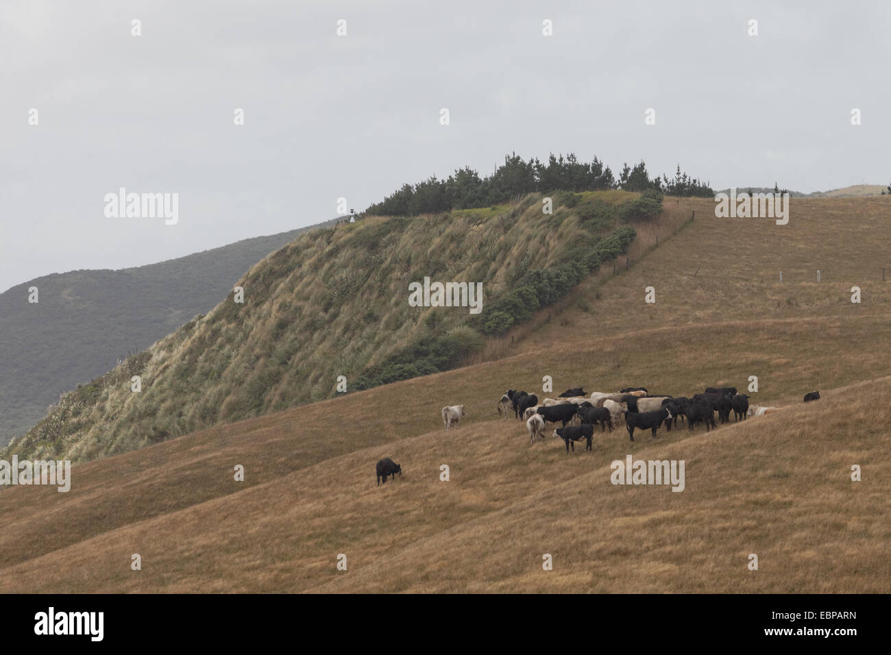 Beef cattle grazing in coastal hills, Raglan, New Zealand Stock Photo ...