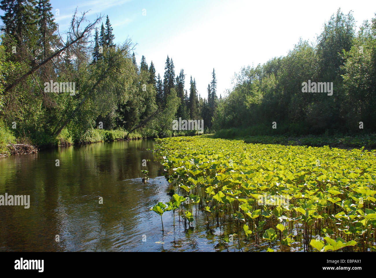 River in the forests of the Komi Republic. Vegetation in the riverbed ...