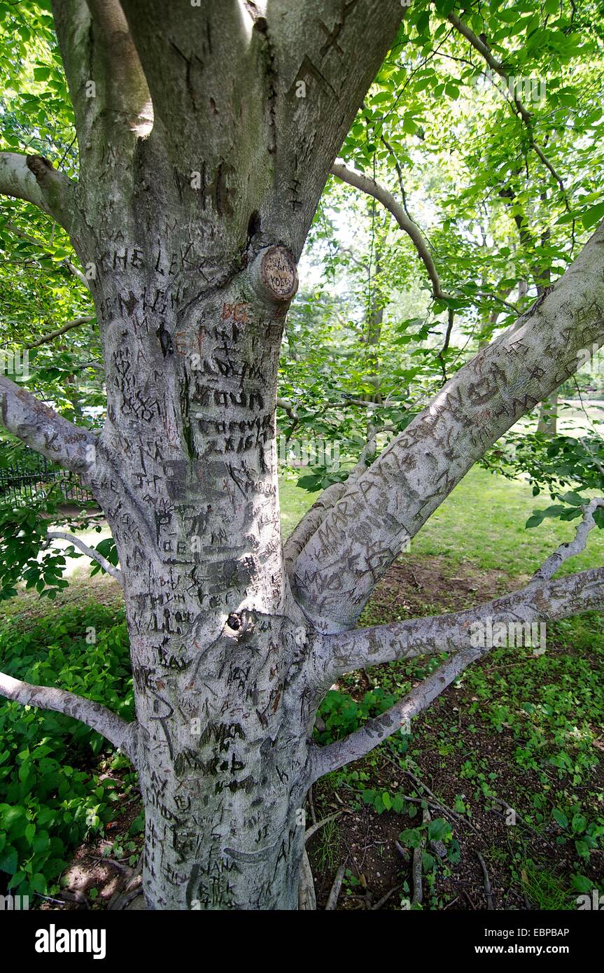 Names Carved Tree High Resolution Stock Photography and Images - Alamy