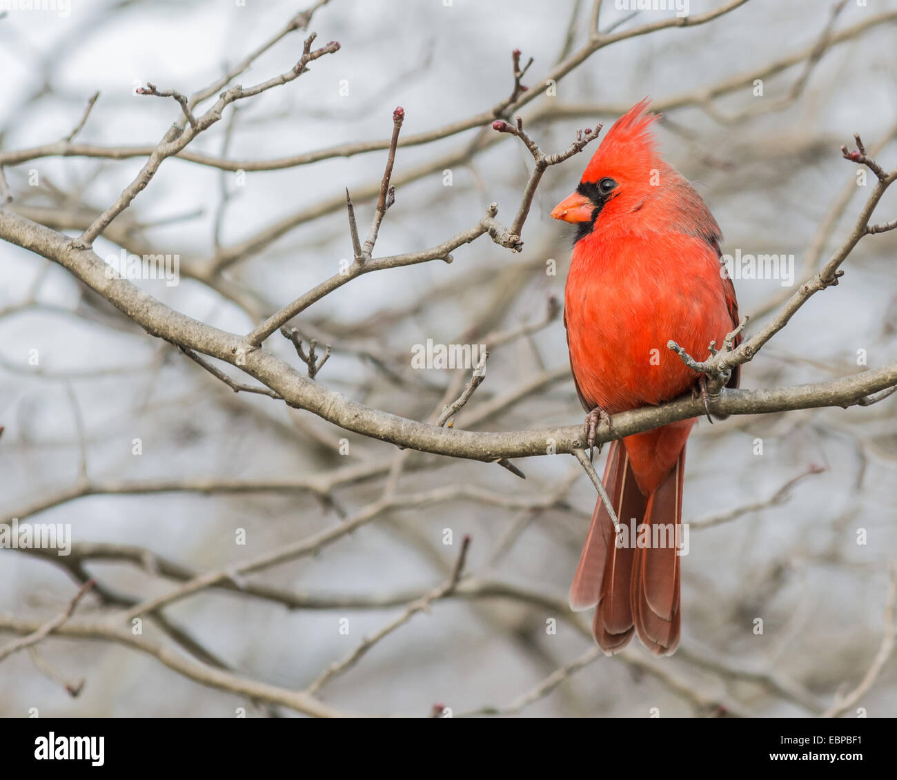 Bird songbird cardinal hi-res stock photography and images - Alamy