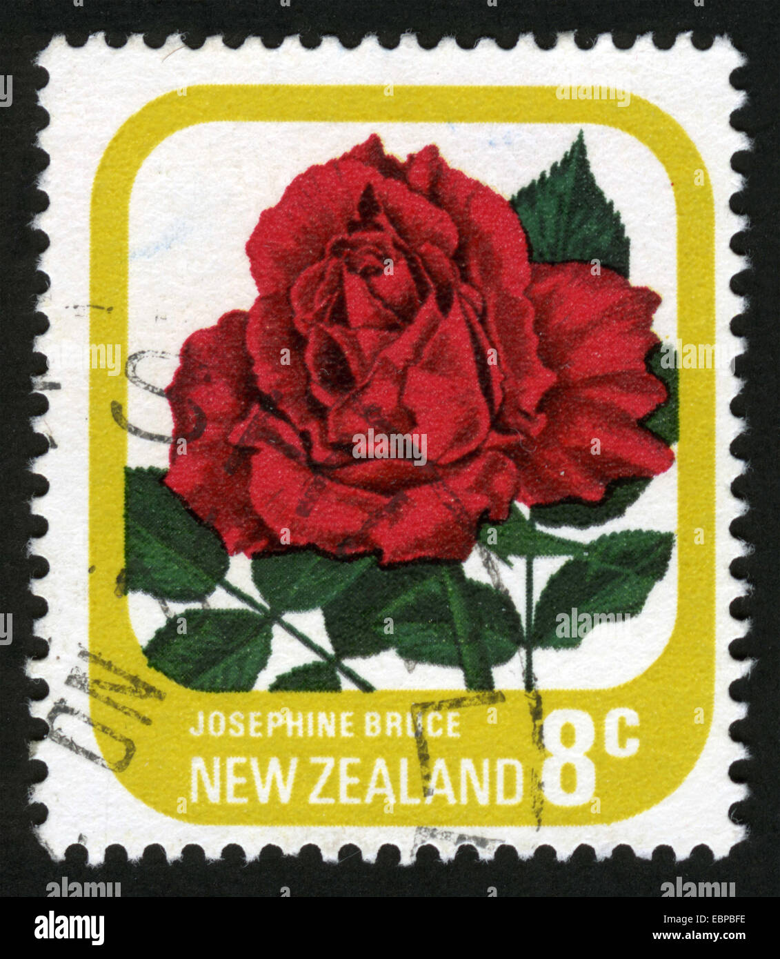 New Zealand, CIRCA : 1975-11-26, Roses, Rose "Josephine Bruce", Plants ...