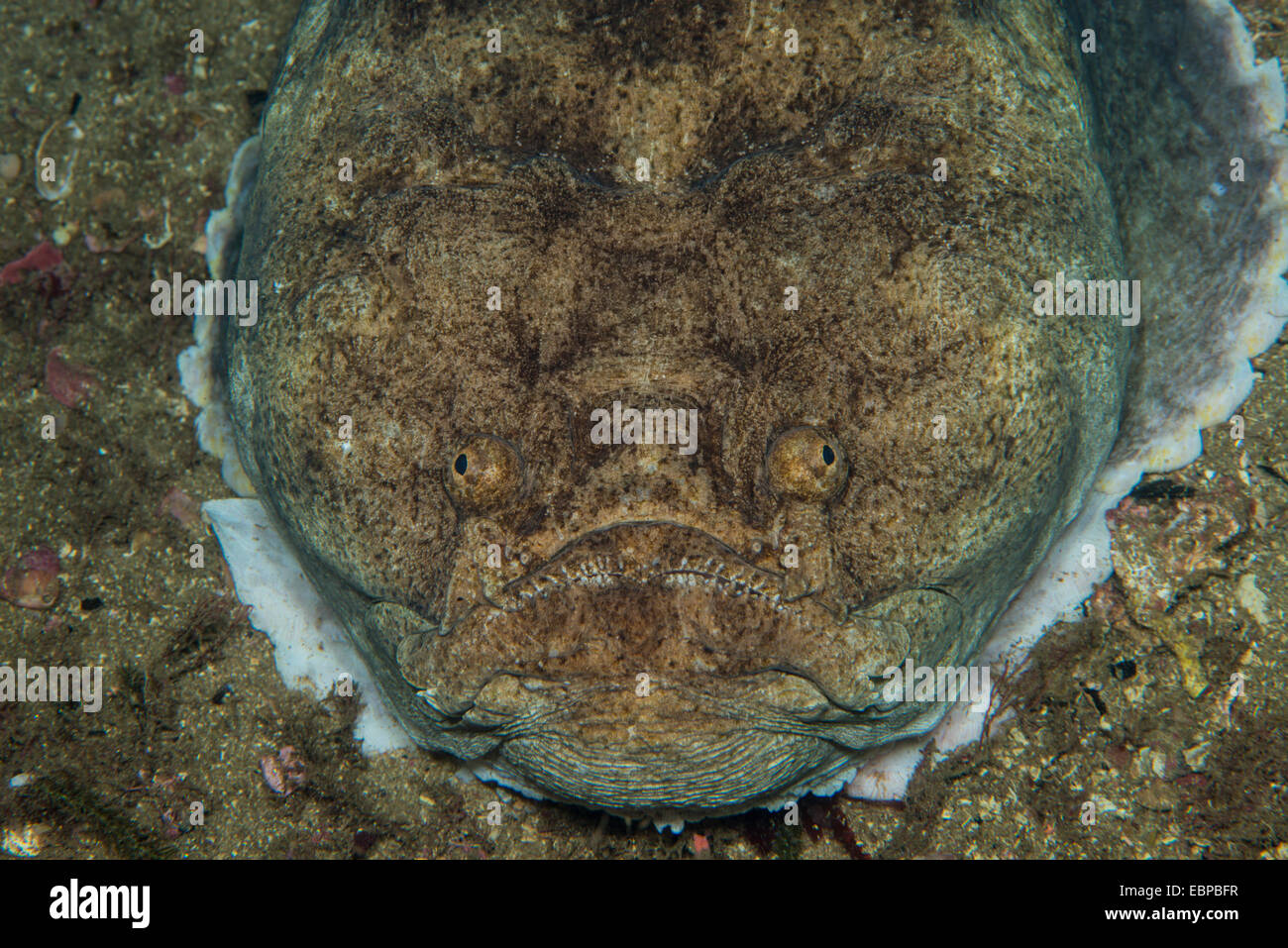 Stargazer fish, fiordland, NZ Stock Photo - Alamy