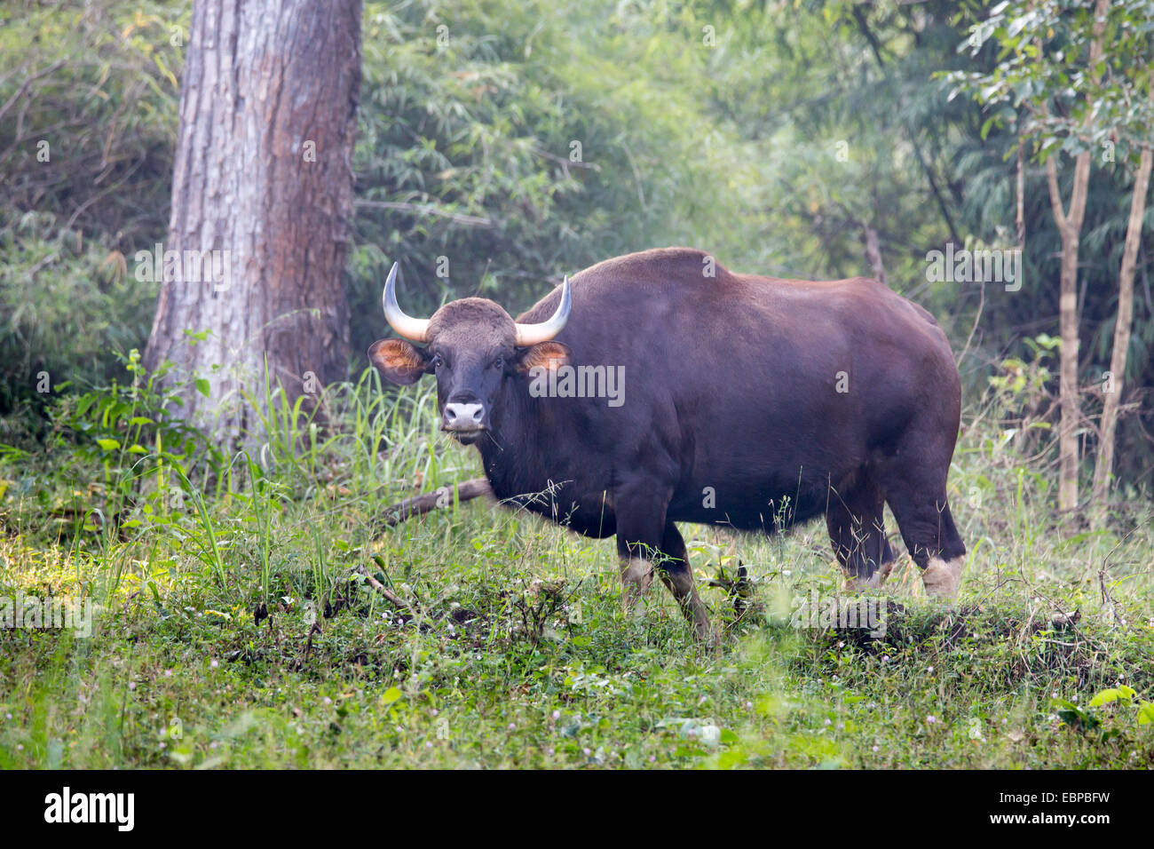 Indian Bison or Gaur Stock Photo - Alamy