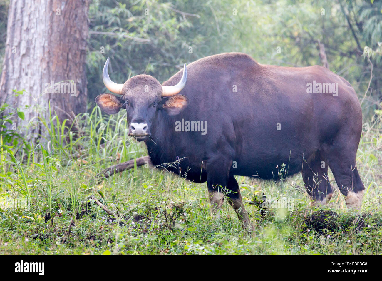 Indian Bison or Gaur Stock Photo - Alamy