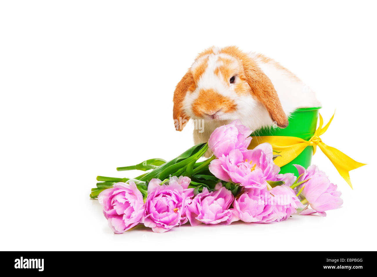 Beautiful rabbit with flowers on white background Stock Photo - Alamy