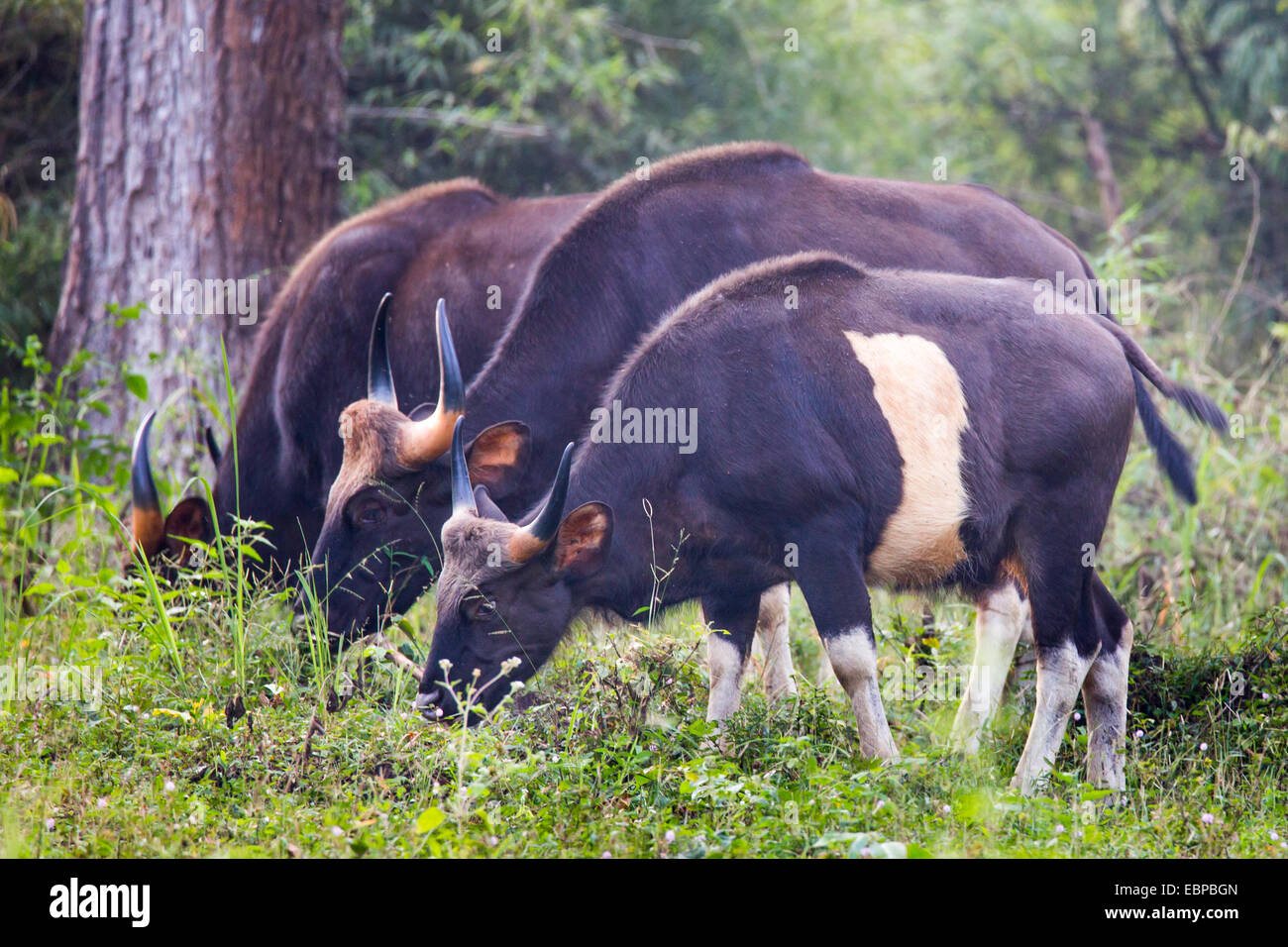 Indian Bison or Gaur Stock Photo - Alamy
