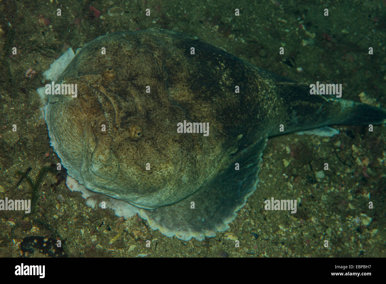 Stargazer fish fiordland nz hi-res stock photography and images - Alamy