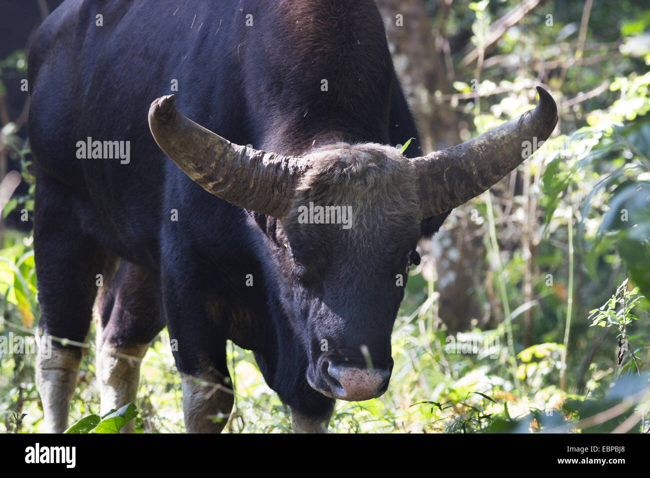 Indian Bison or Gaur Stock Photo - Alamy