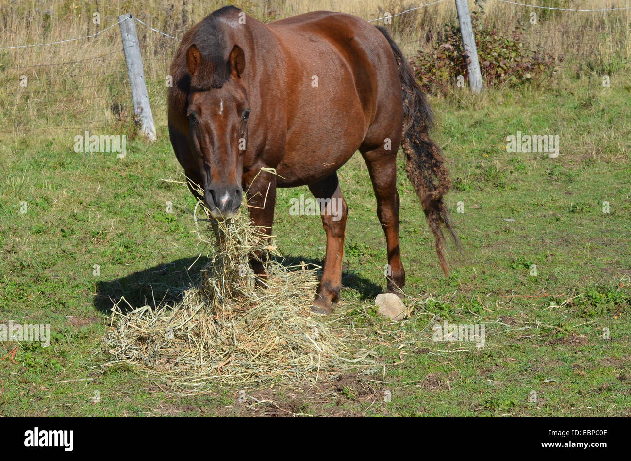 brown horse eating hay Stock Photo - Alamy