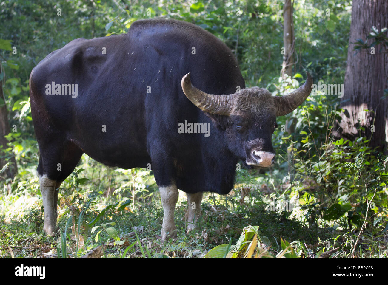 Indian Bison or Gaur Stock Photo - Alamy