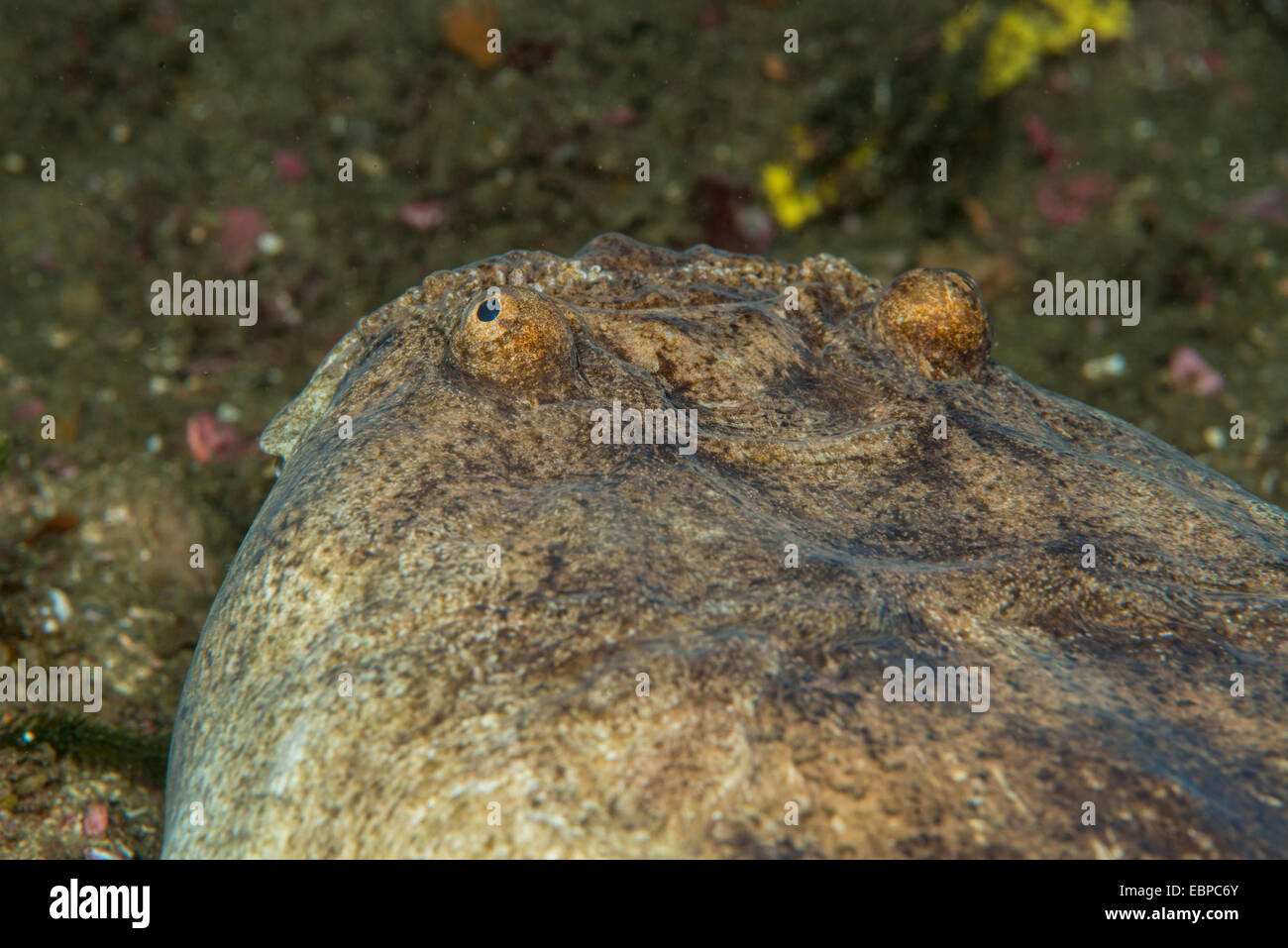 Stargazer fish fiordland nz hi-res stock photography and images - Alamy