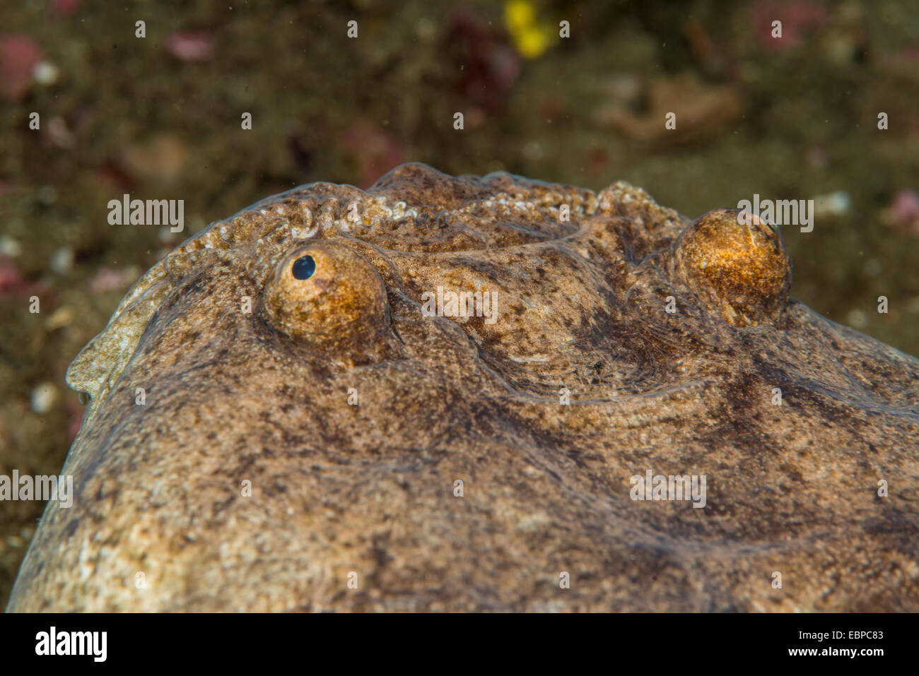 Stargazer fish, fiordland, NZ Stock Photo - Alamy