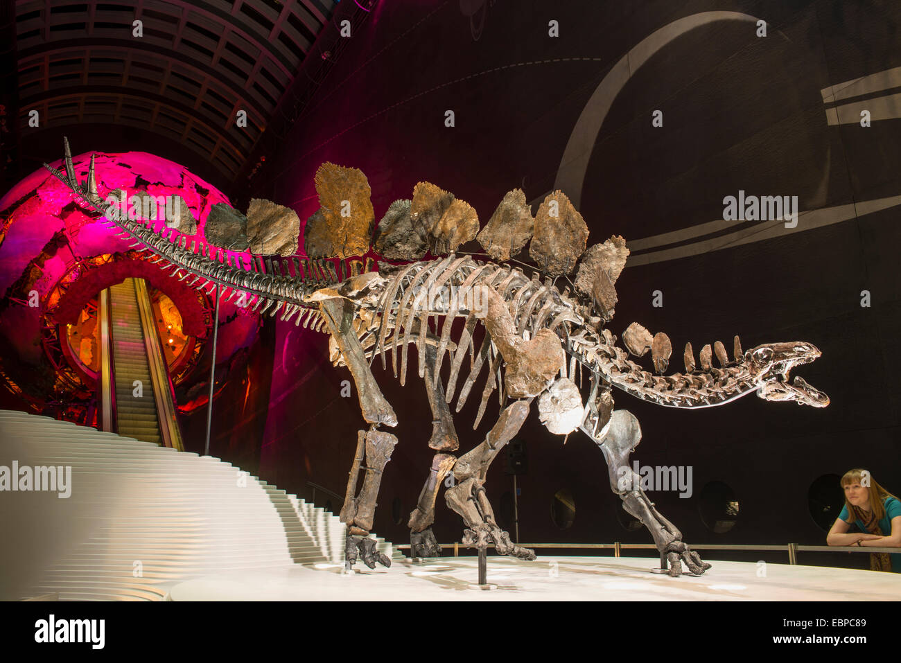London, UK. 3rd December, 2014. The 150 million year old Stegosaurus ...