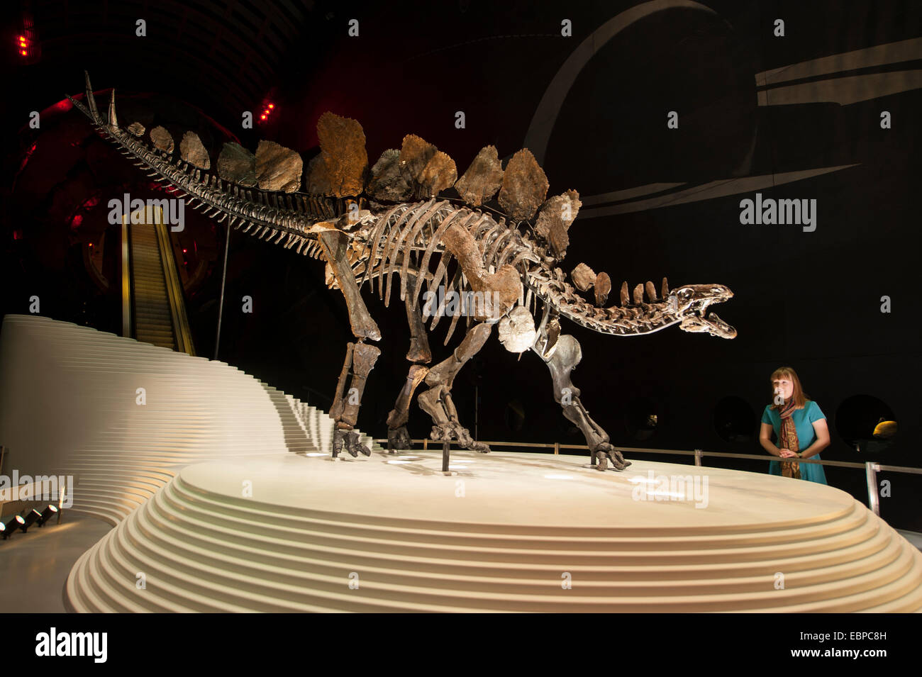 Stegosaurus stenops hi-res stock photography and images - Alamy